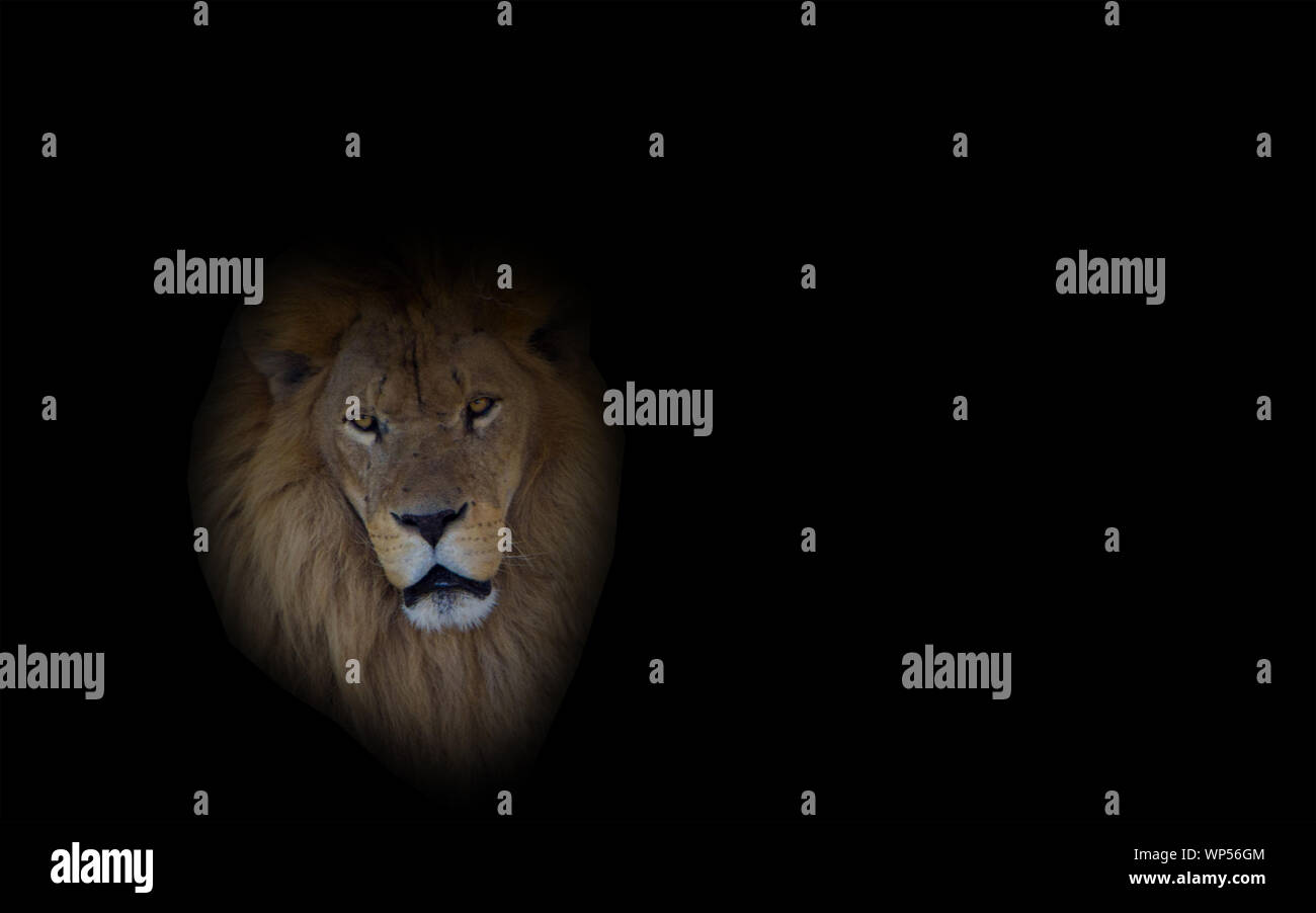 The lion, the king of animals Stock Photo - Alamy