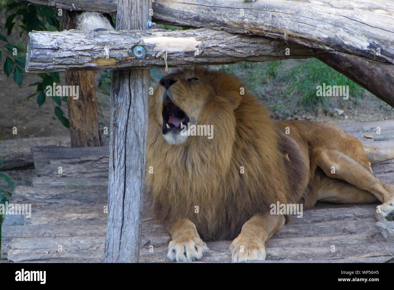The lion king of animals rests in the shade at his place of residence ...