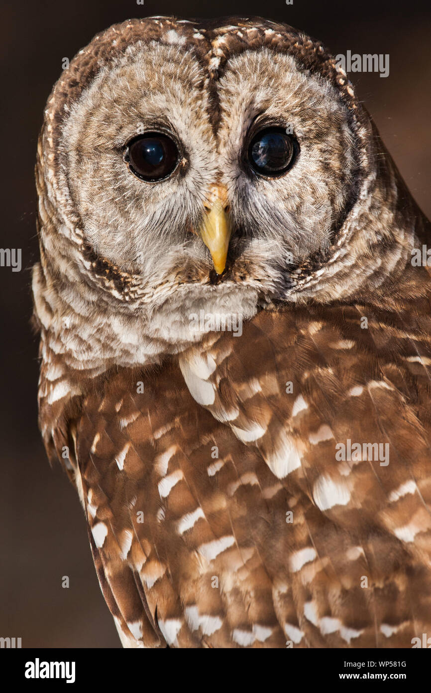 Portrait barred owl eyes hi-res stock photography and images - Alamy