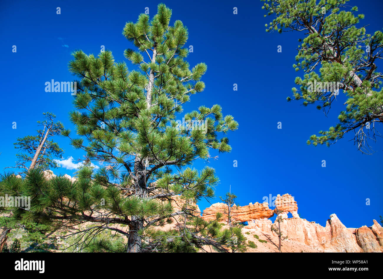 Mossy Cave landscape. Trees and red mountains Stock Photo - Alamy