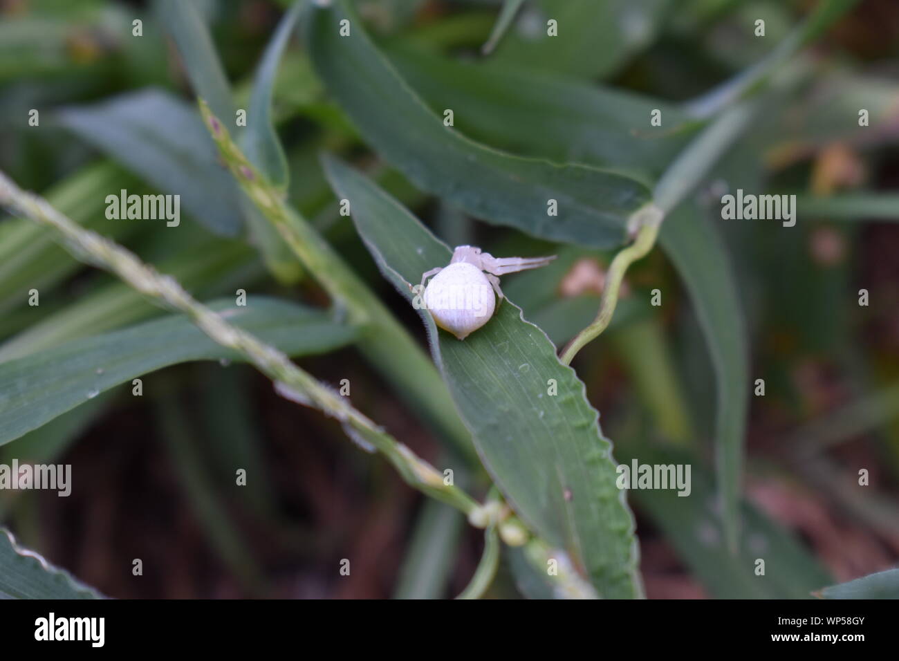 White spider hi-res stock photography and images - Alamy