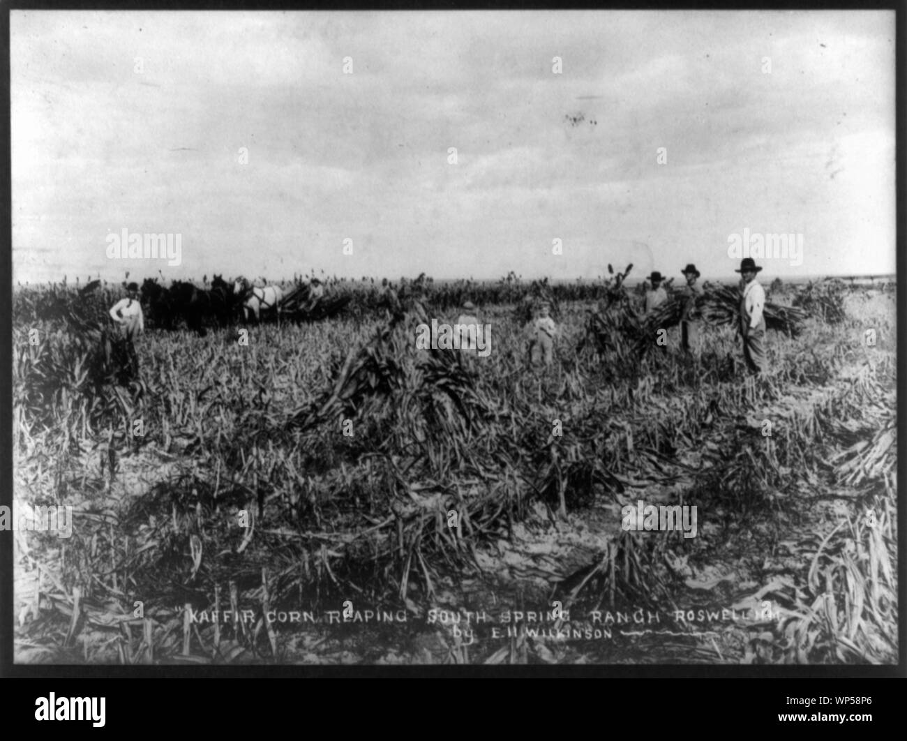 Corn harvesting mexico Black and White Stock Photos & Images - Alamy