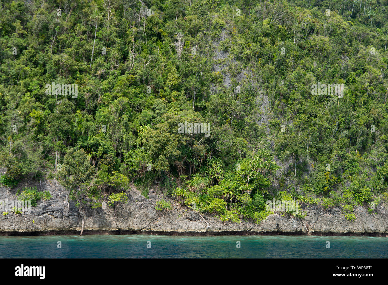 Forest on limestone pinnacle island, Raja Ampat, West Papua, Indonesia ...