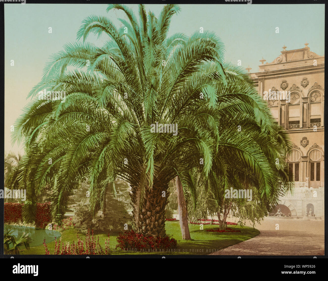 Kairo, Palmier au Jardin du Prince Hussein Stock Photo - Alamy