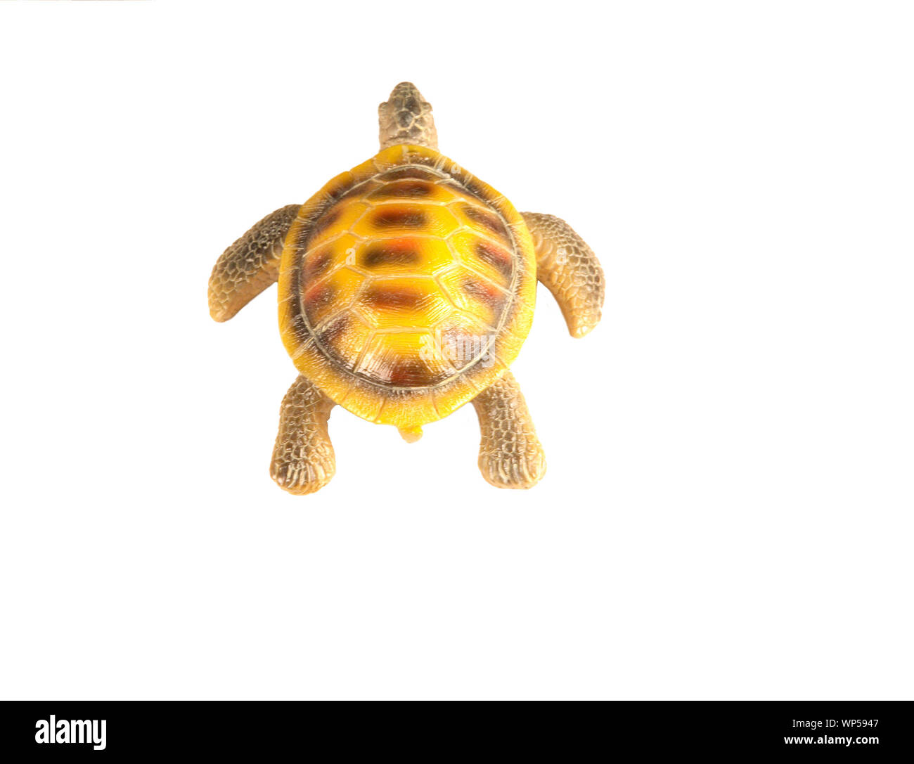 shell turtle on white background Stock Photo - Alamy