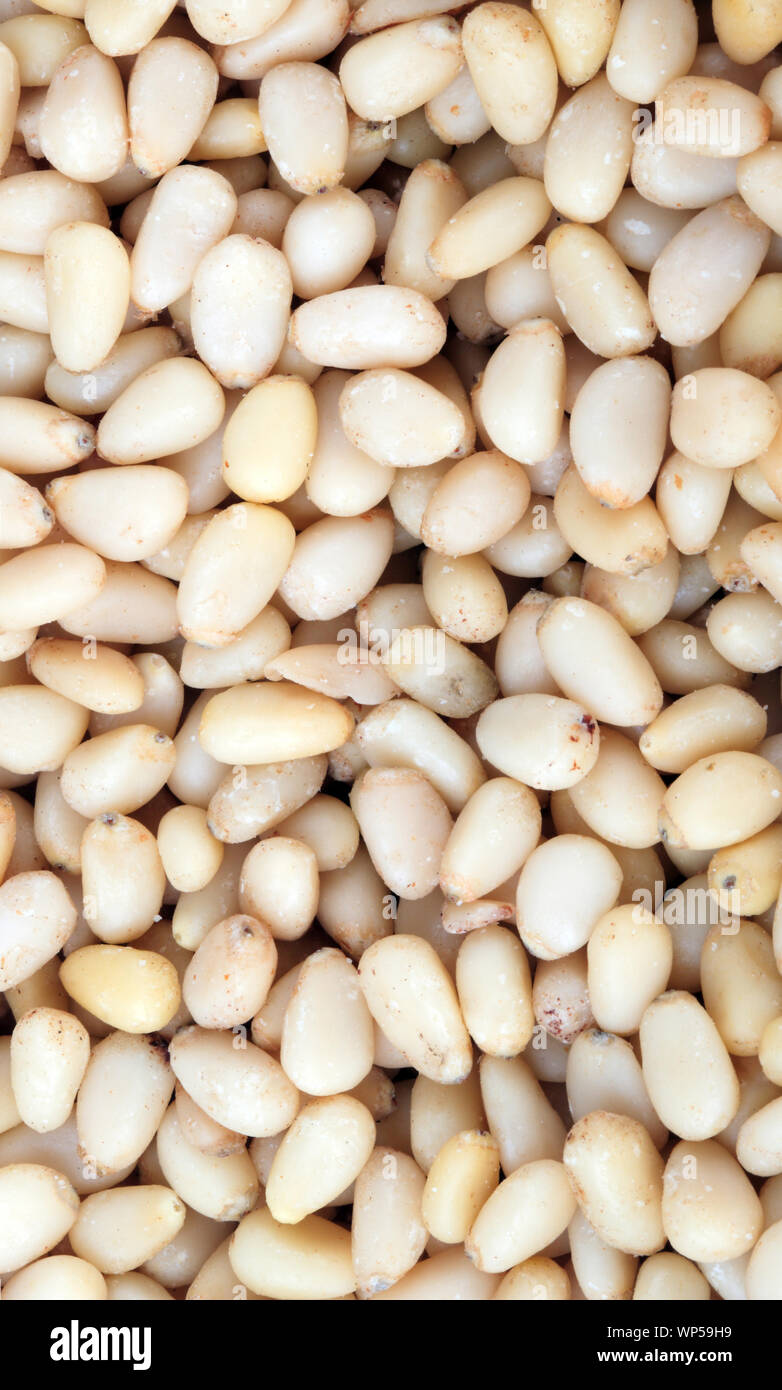 many cedar nut at day Stock Photo - Alamy