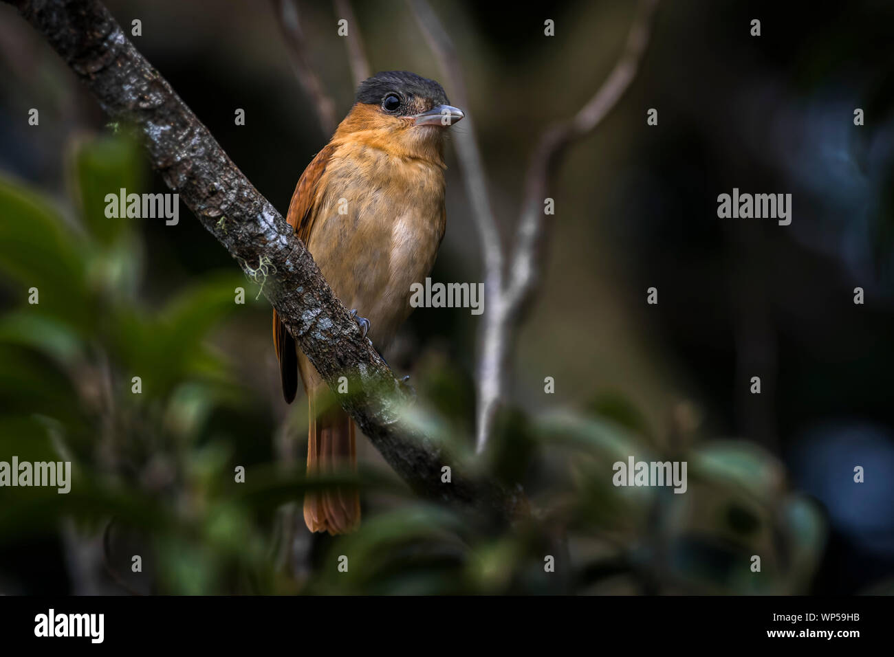 The rose-throated becard (Pachyramphus aglaiae) bird photo perched ...