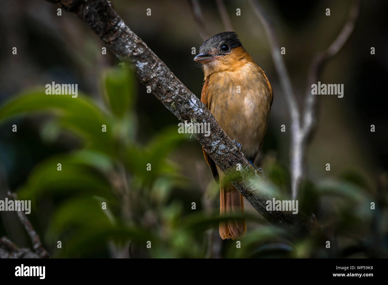 Aglae brelay hi-res stock photography and images - Alamy