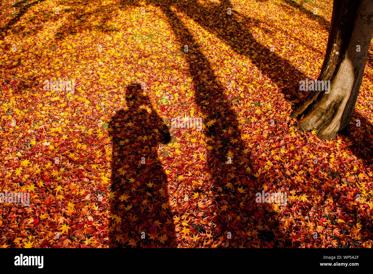 Japanese maple leaf shadow hi-res stock photography and images - Alamy
