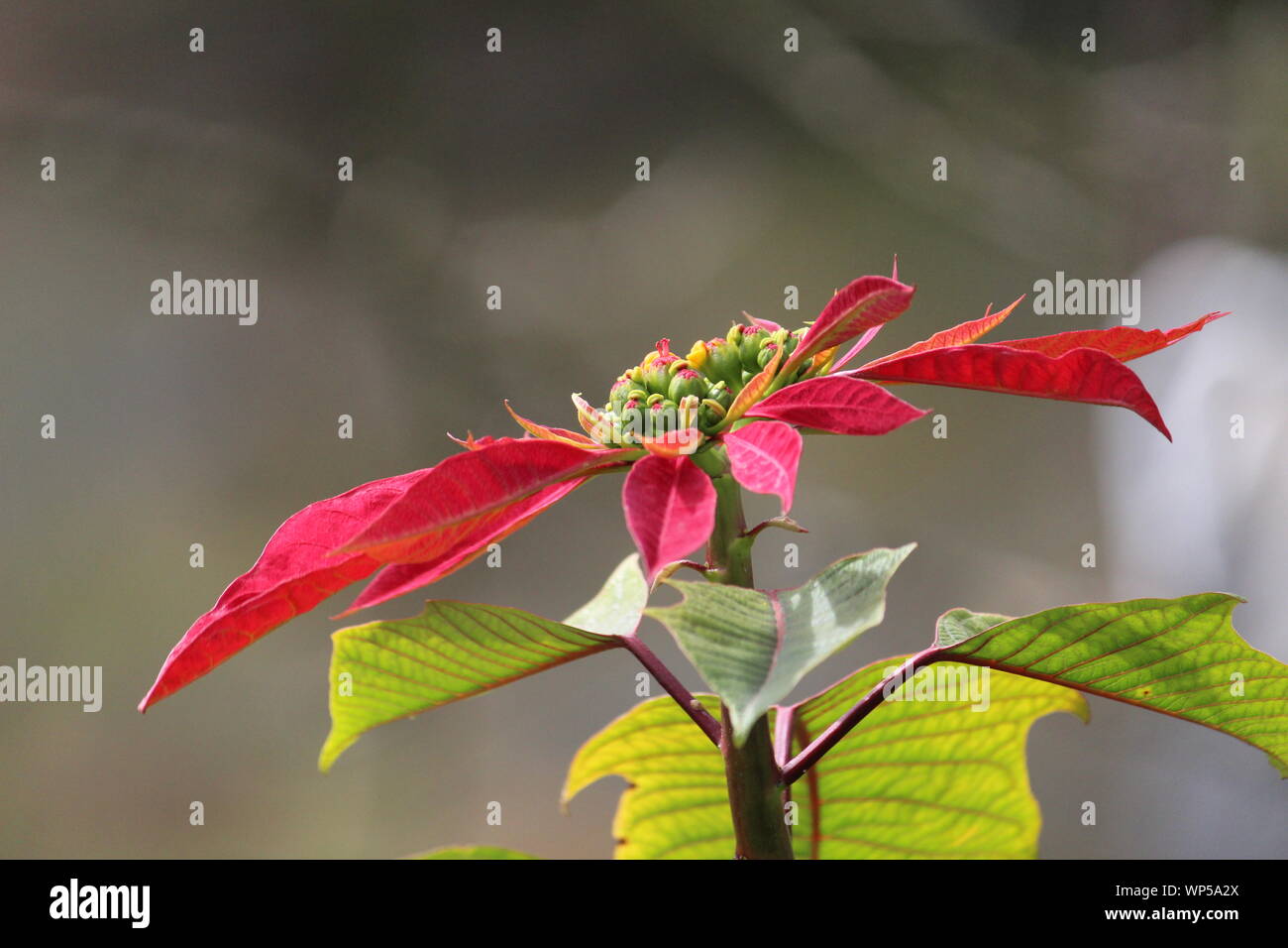 Flowers and Garden Stock Photo - Alamy
