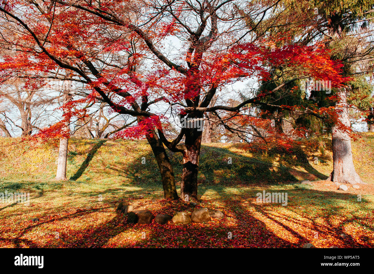 Red autumn maple tree garden at Aizu Wakamatsu Tsuruga Jo Castle ...