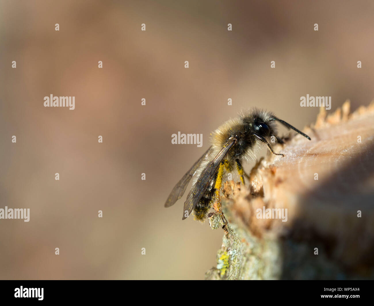 Sap feeding hi-res stock photography and images - Alamy