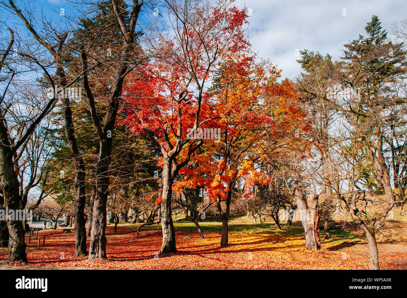 Red autumn maple tree garden at Aizu Wakamatsu Tsuruga Jo Castle ...
