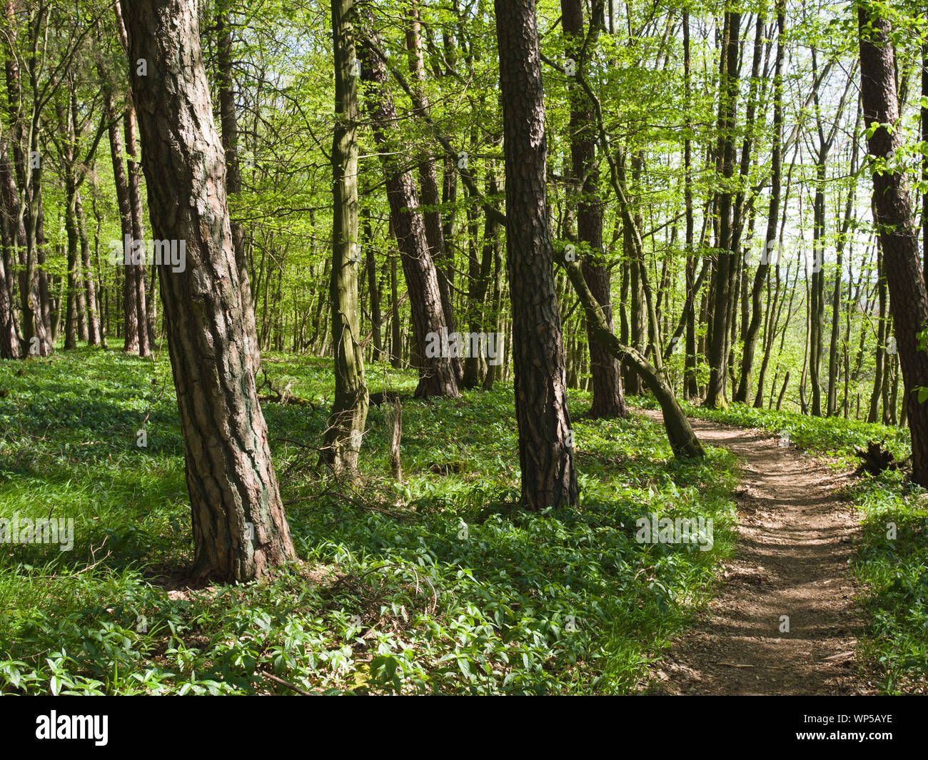 Spring forest in Frankonia, Bavaria, Germany. A path leads through ...