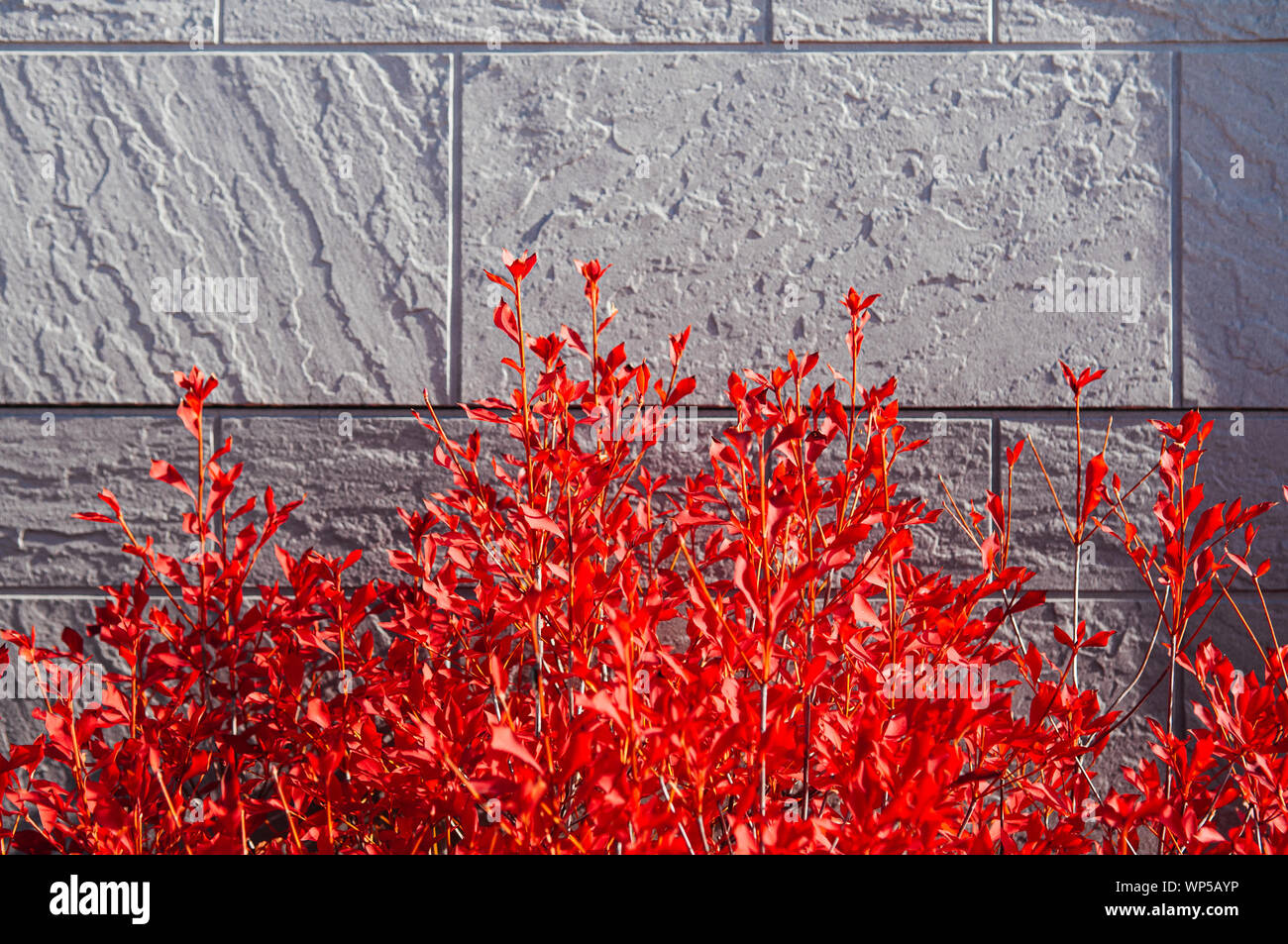 Red autumn leaves bush and grey colour stone wall background under ...