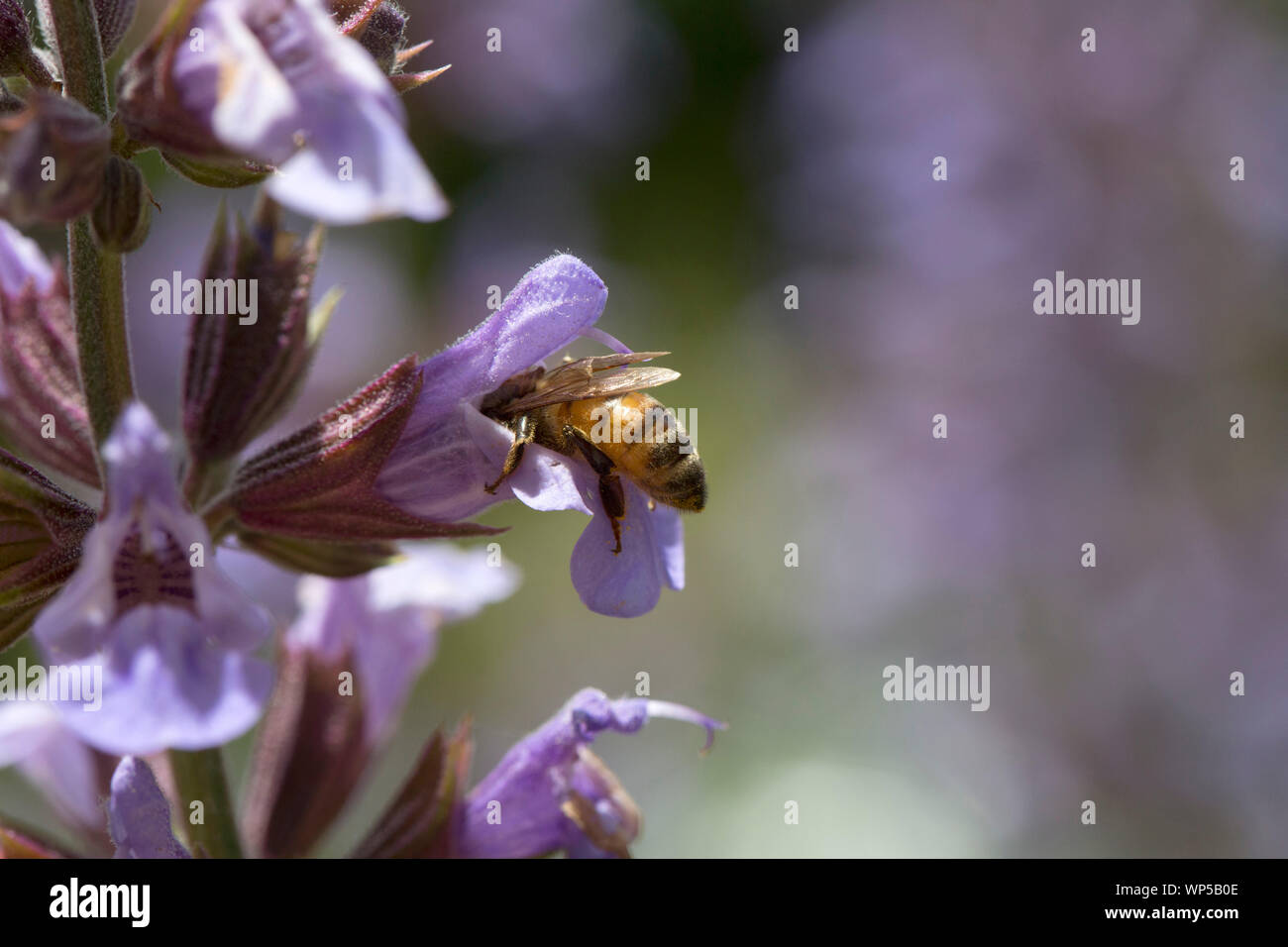 Honey bee feeding on salvia flower Stock Photo - Alamy