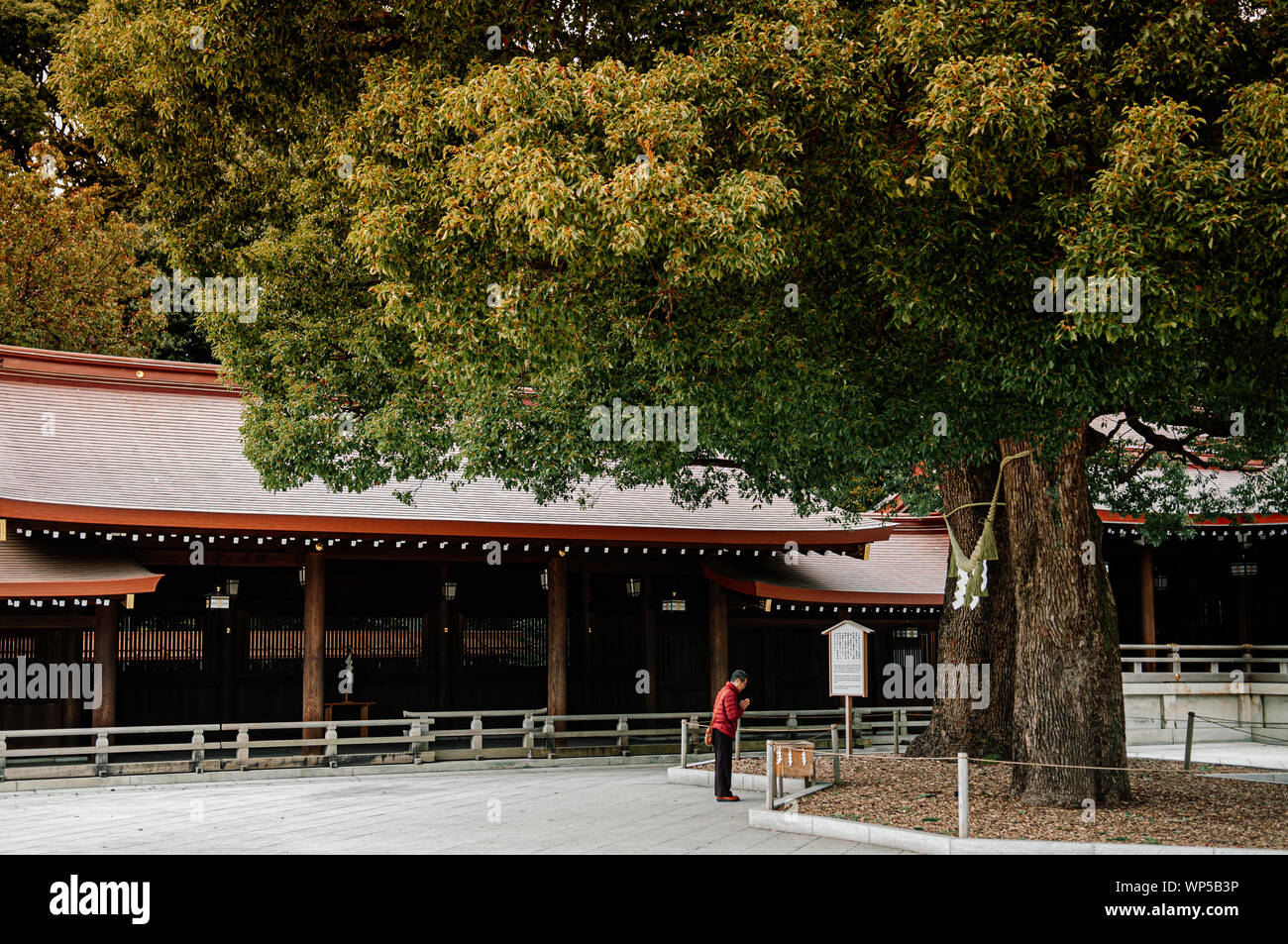 DEC 5, 2018 Tokyo, Japan - Meiji Jingu Shrine Historic old sacred tree ...