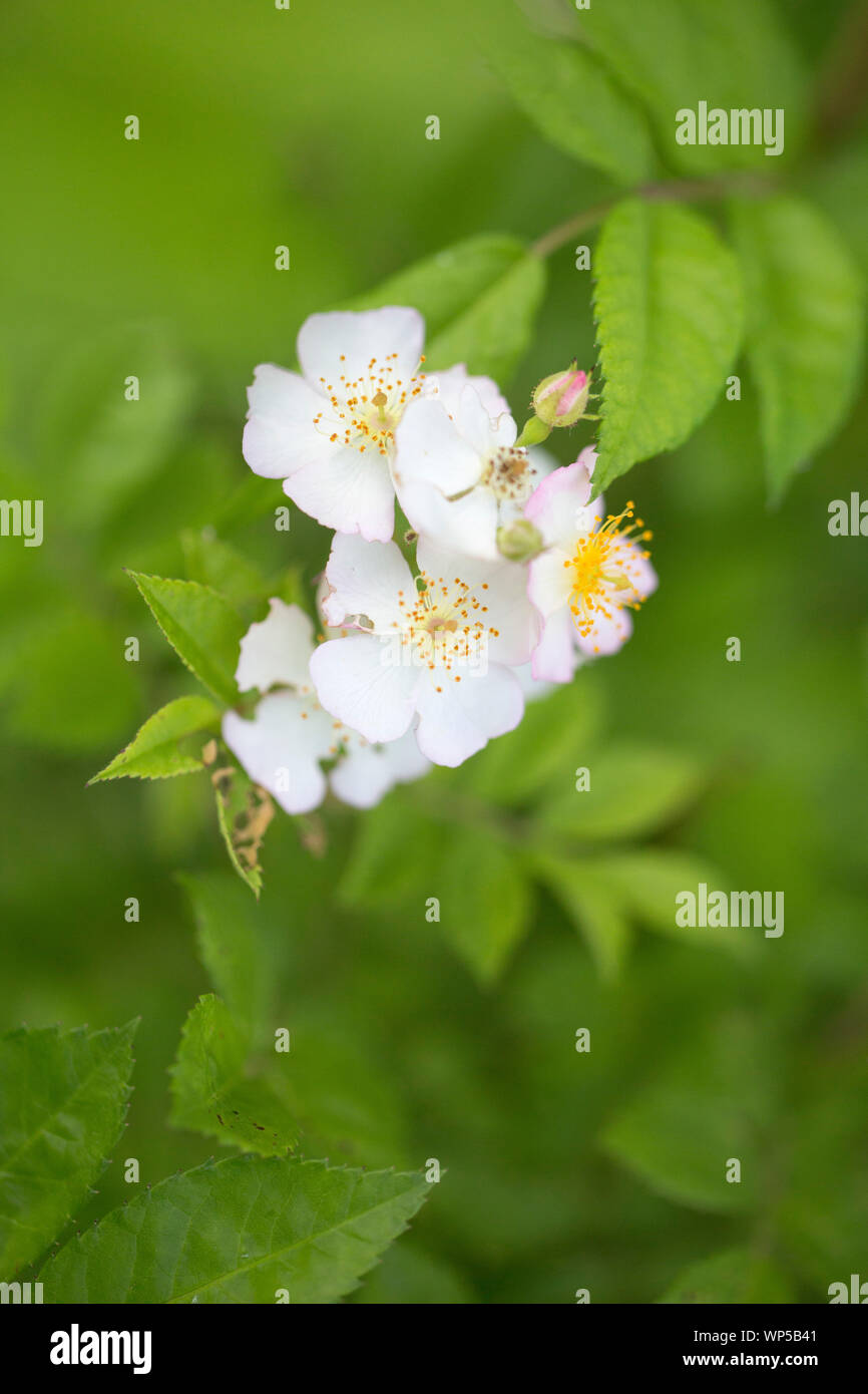Rosa multiflora flower hi-res stock photography and images - Alamy