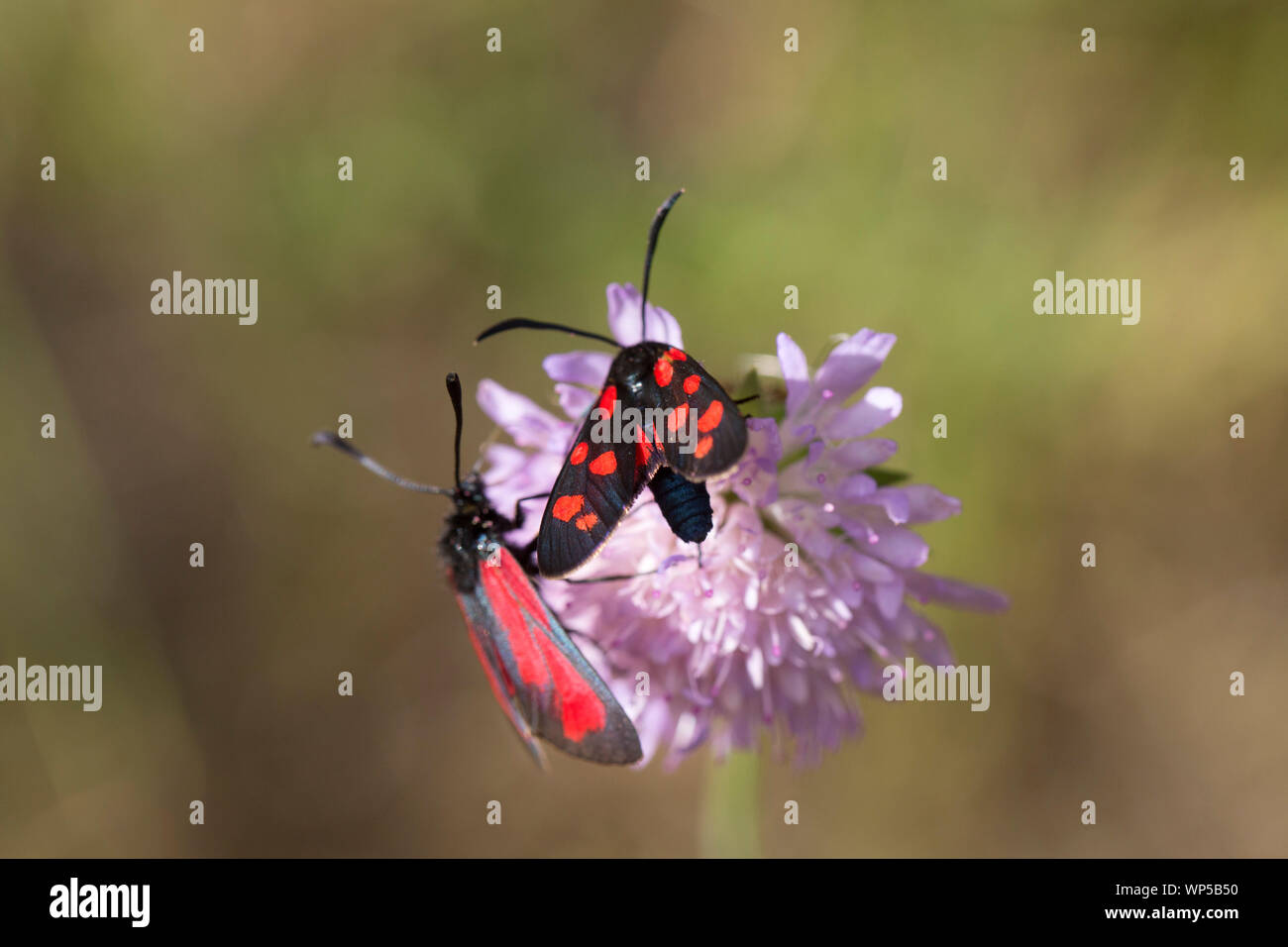 Foresters butterfly hi-res stock photography and images - Alamy