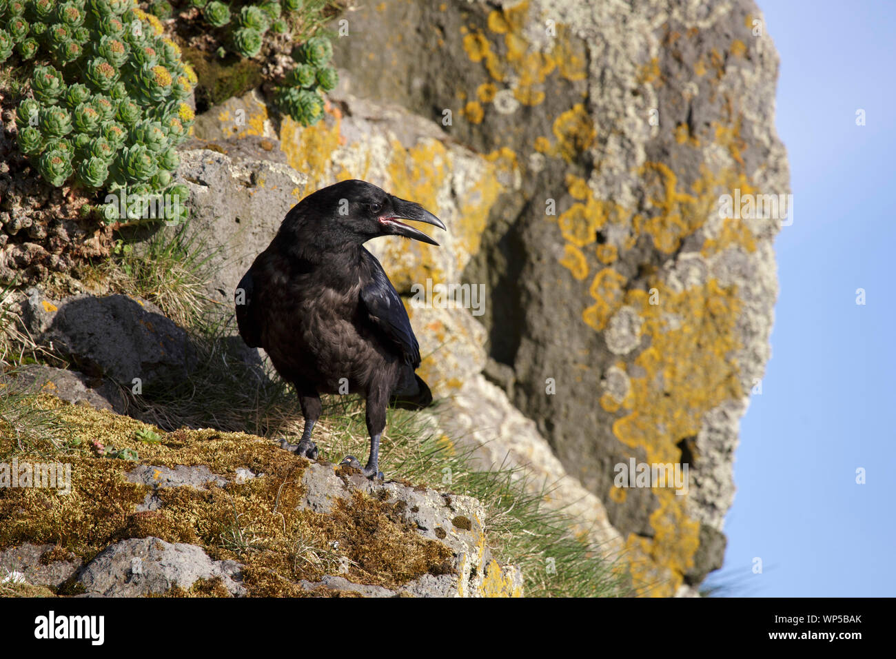 Juvenile raven hi-res stock photography and images - Alamy