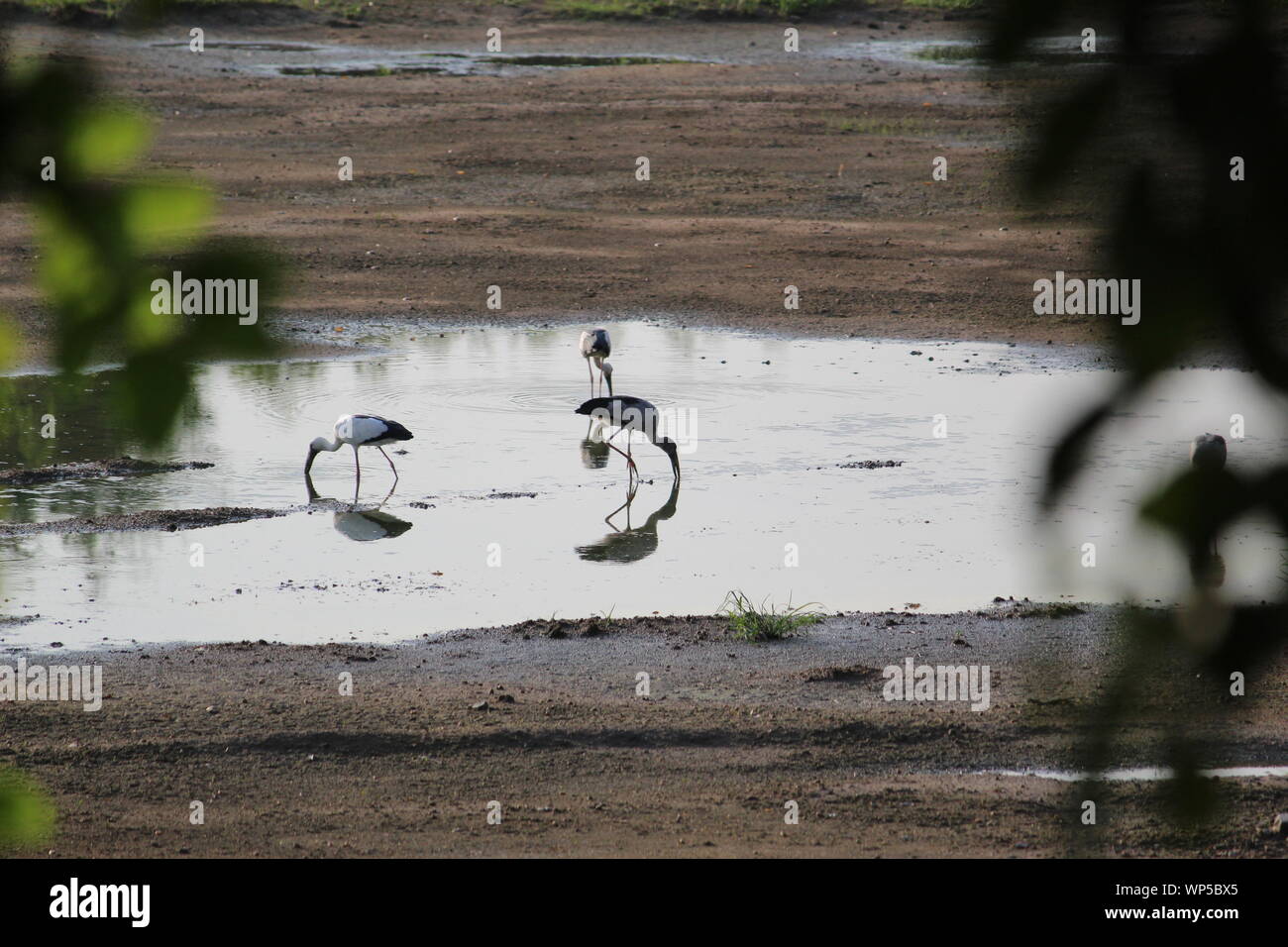 A Stork on Water Stock Photo - Alamy