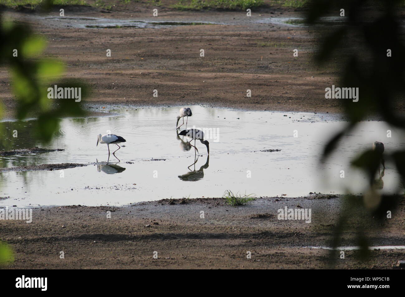 stork on water Stock Photo - Alamy