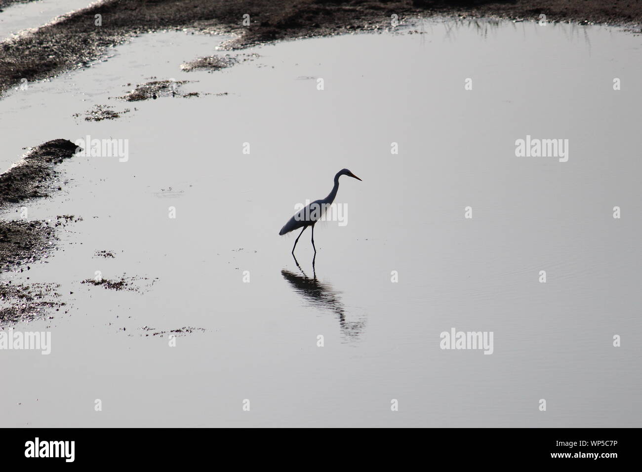 A Stork on water Stock Photo - Alamy