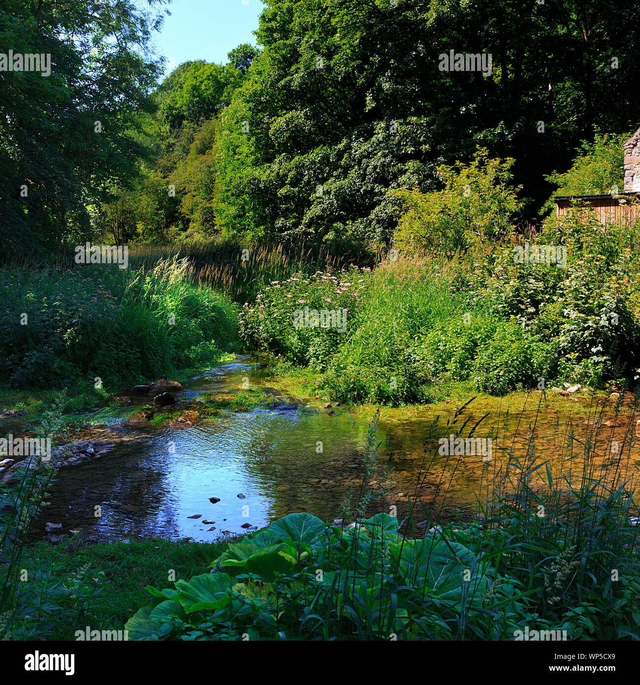 The river Lathkill flowing through Lathkill Dale below Over Haddon in ...