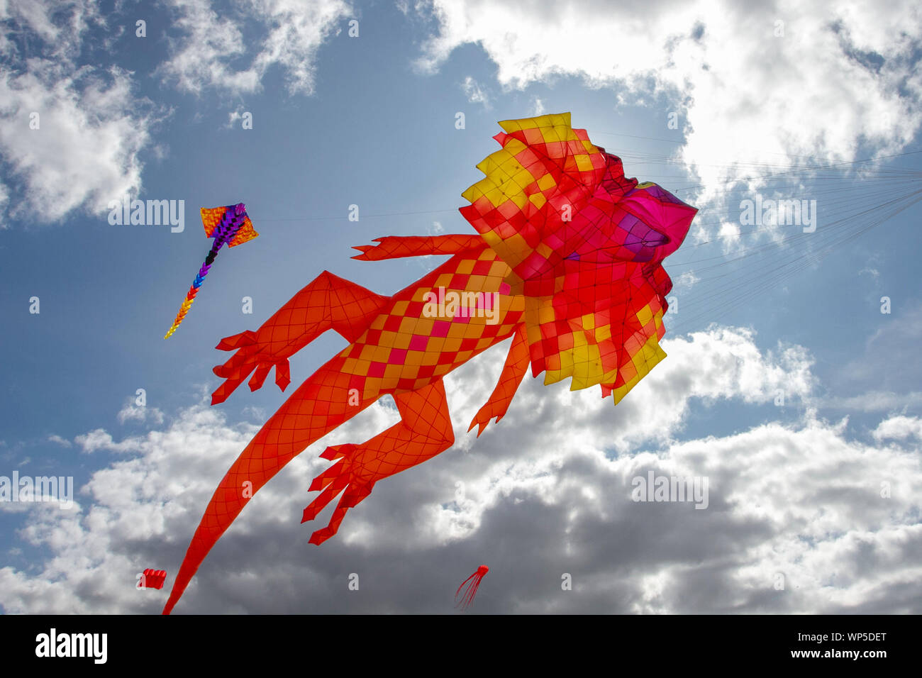 Lizard displays hi-res stock photography and images - Alamy