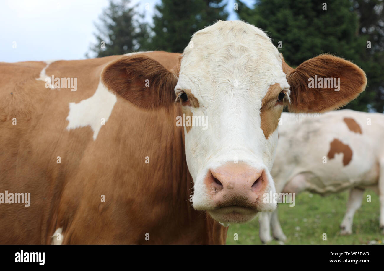 big muzzle of a brown and white cow with big ears Stock Photo - Alamy