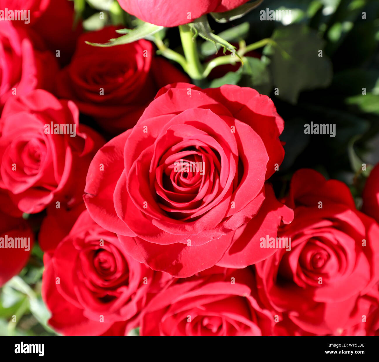 background of red roses symbol of love and passion Stock Photo - Alamy