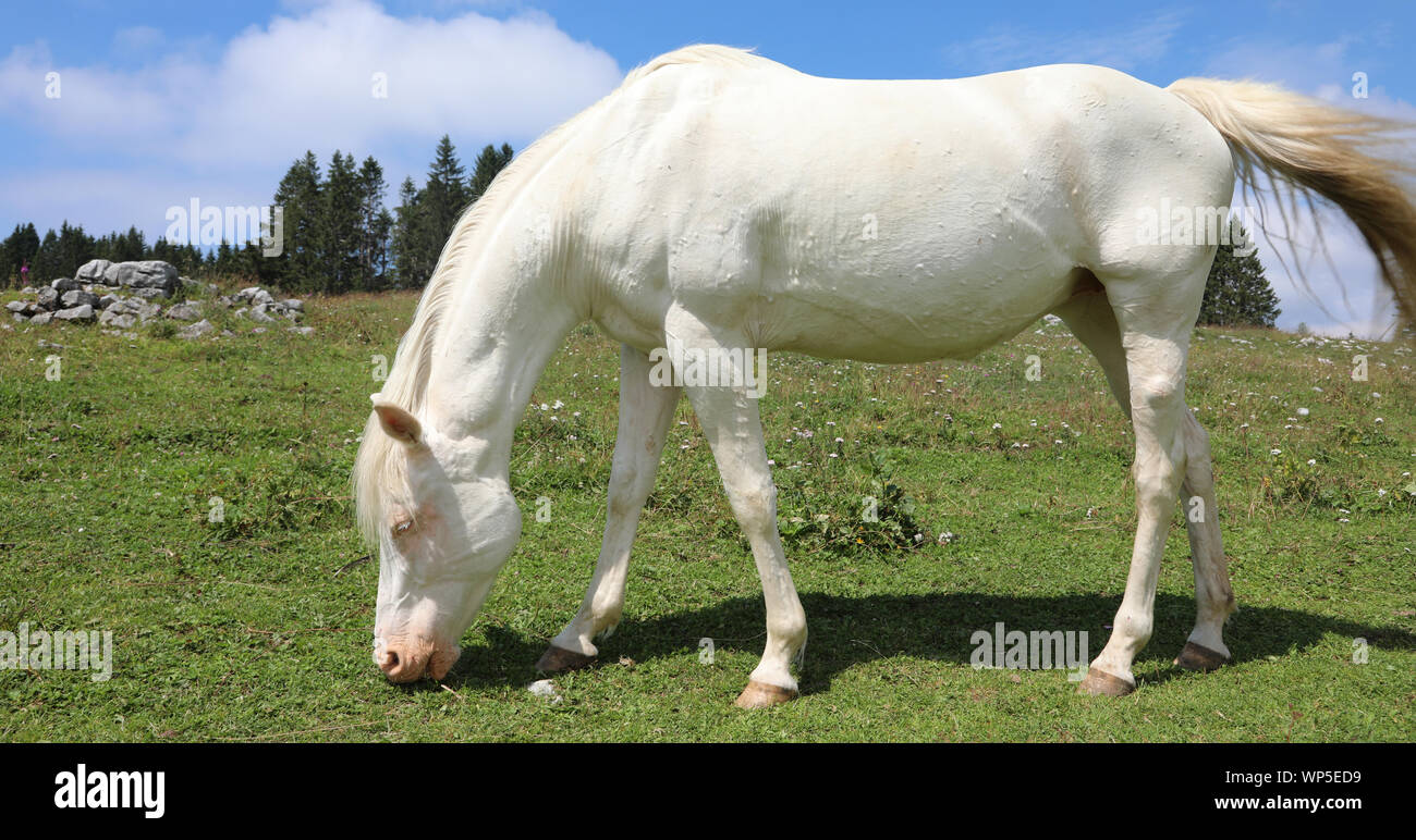 white albino young horse while grazing in mountain in summer Stock ...
