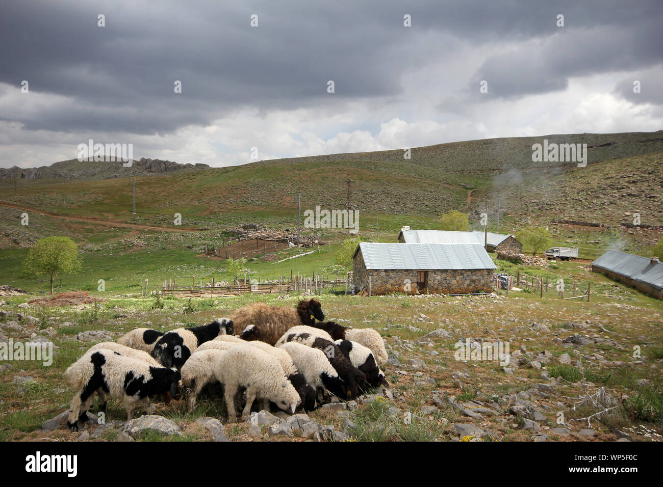 Grazing sheep herd in mountains of Turkey Stock Photo - Alamy