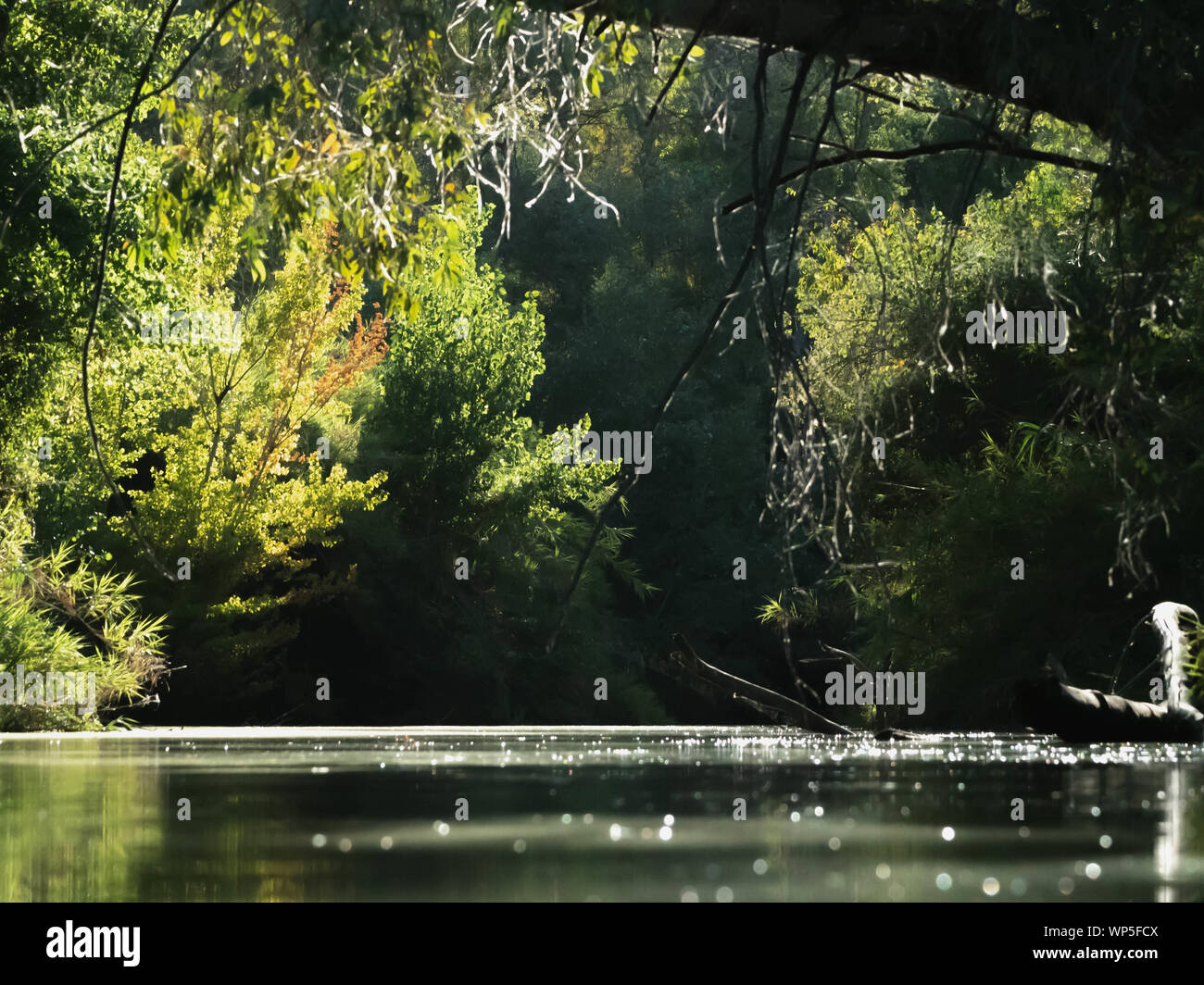 Landscape of a calm water river with lots of vegetation and trees Stock ...