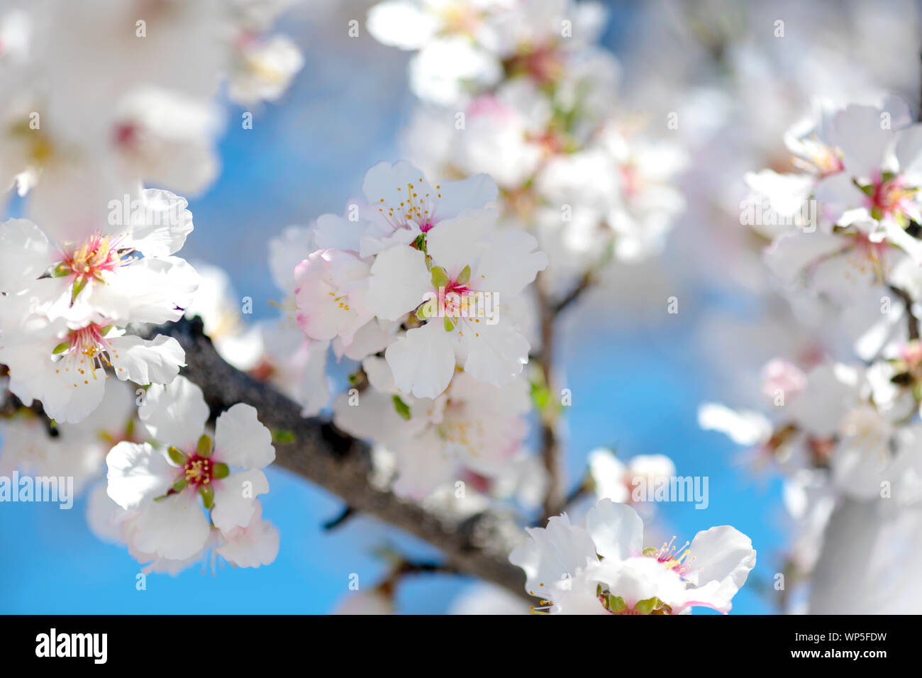 blossom in the Spanish sunshine Stock Photo - Alamy
