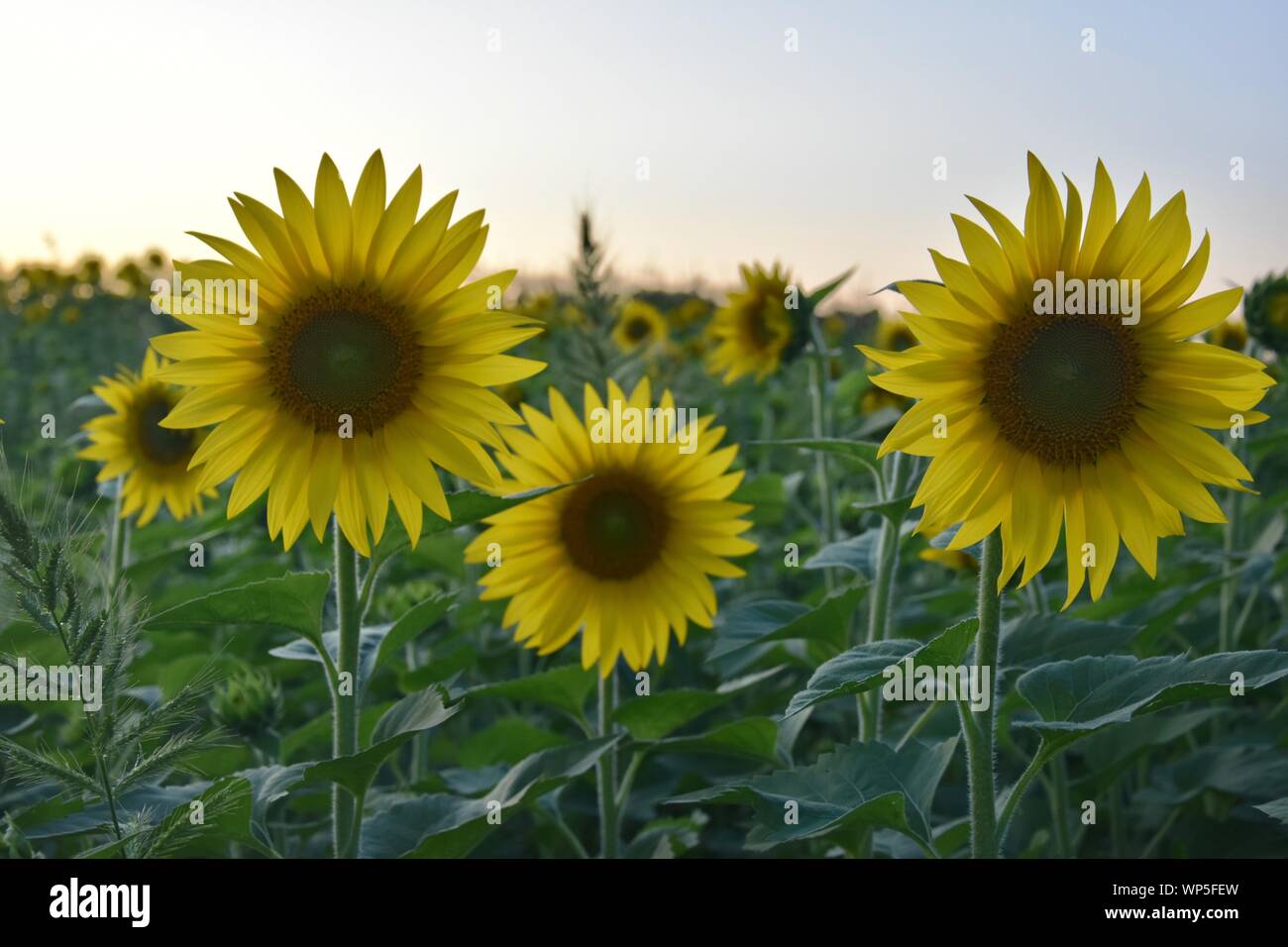 Sunflowers in the sunflower field at the famous Colby Farms in ...