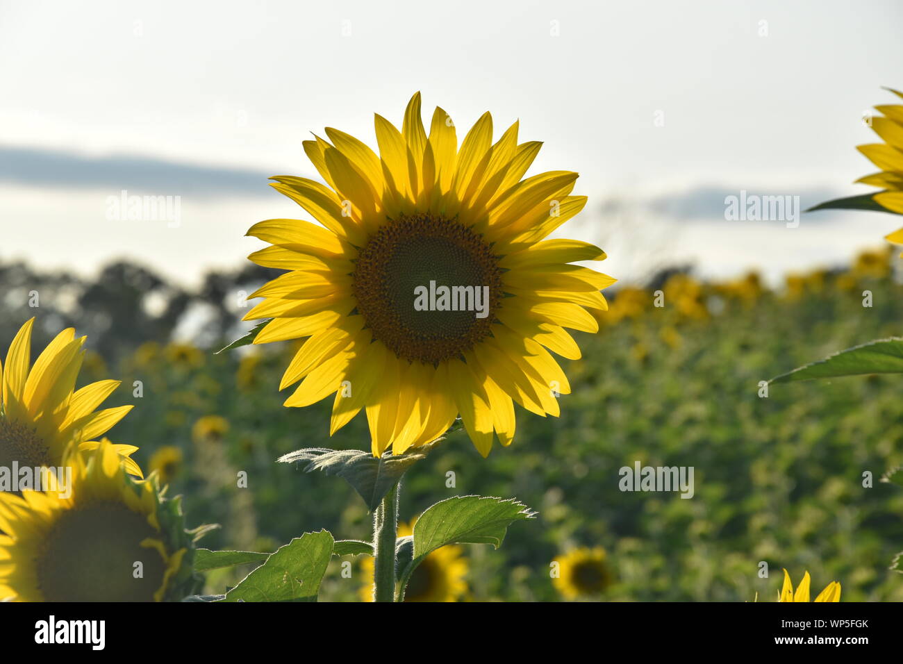 Sunflowers in the sunflower field at the famous Colby Farms in ...