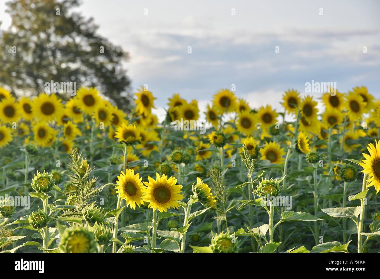 Sunflowers in the sunflower field at the famous Colby Farms in ...