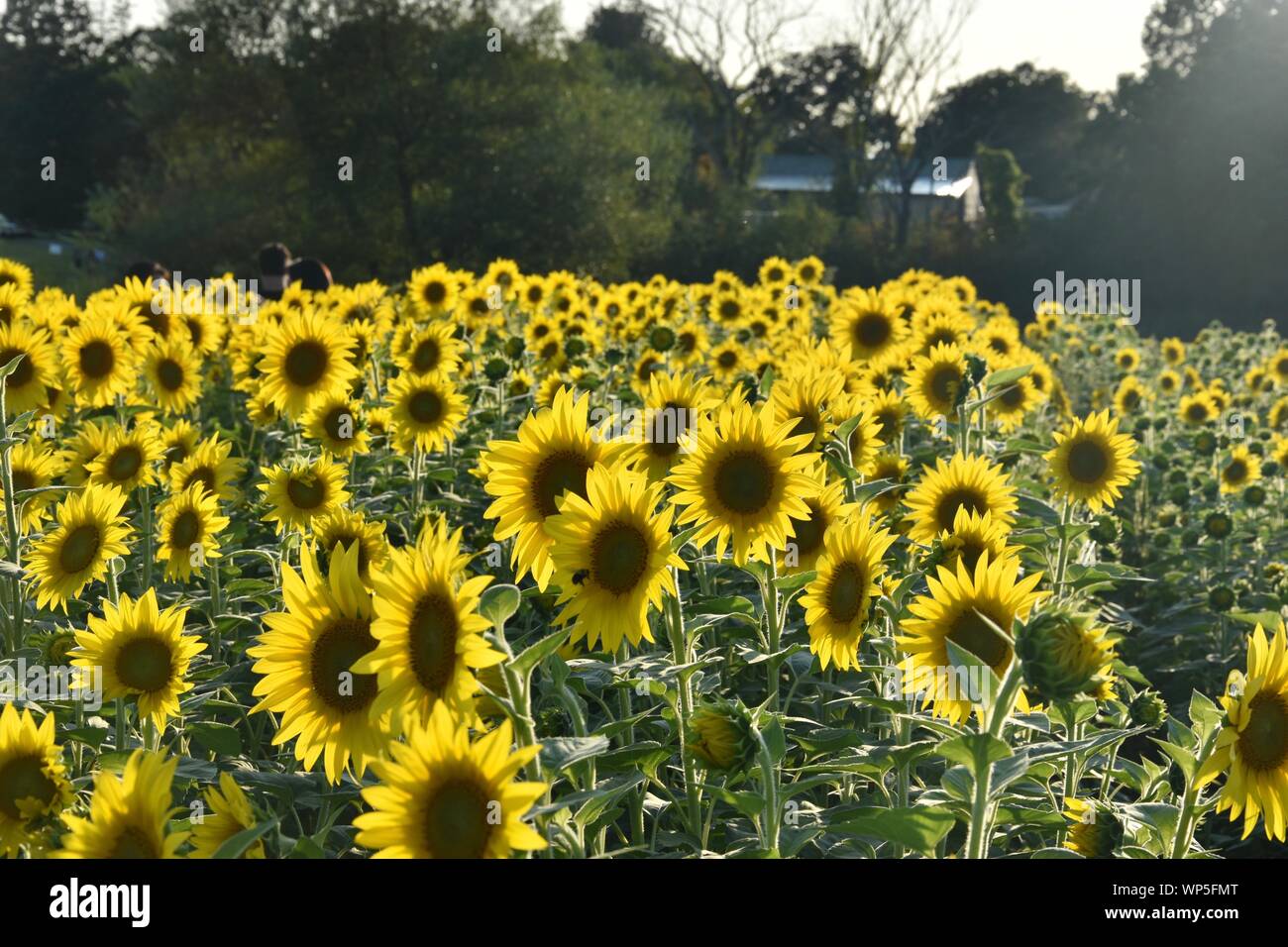 Sunflowers in the sunflower field at the famous Colby Farms in ...