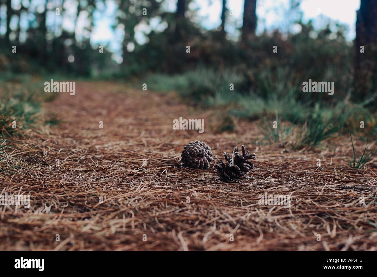 Pine seeds on road hi-res stock photography and images - Alamy