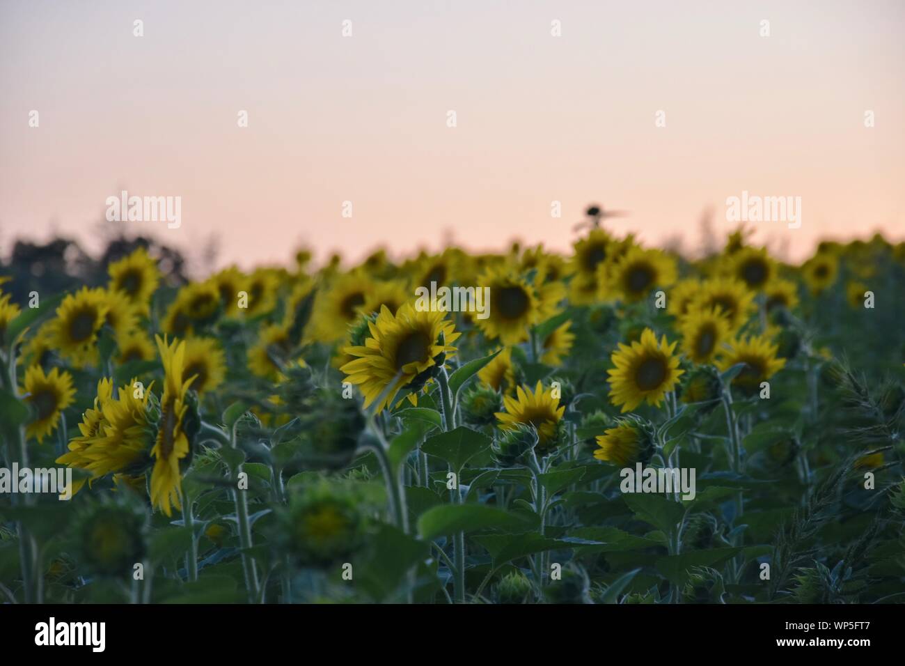 Sunflowers in the sunflower field at the famous Colby Farms in ...