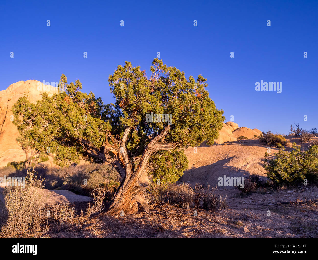 Landscape in Joshua Tree National Park, California, USA, where the ...