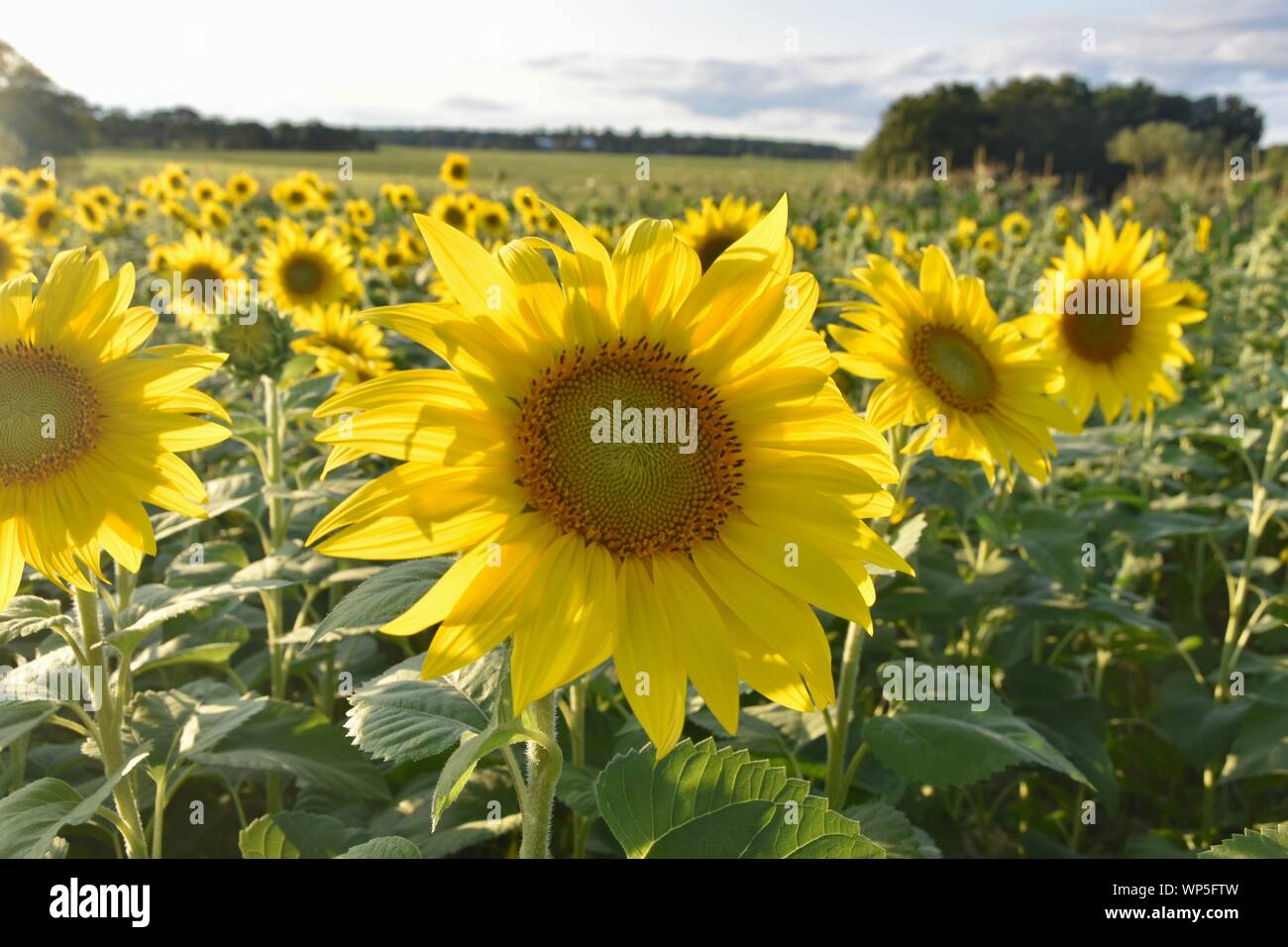 Sunflowers in the sunflower field at the famous Colby Farms in ...