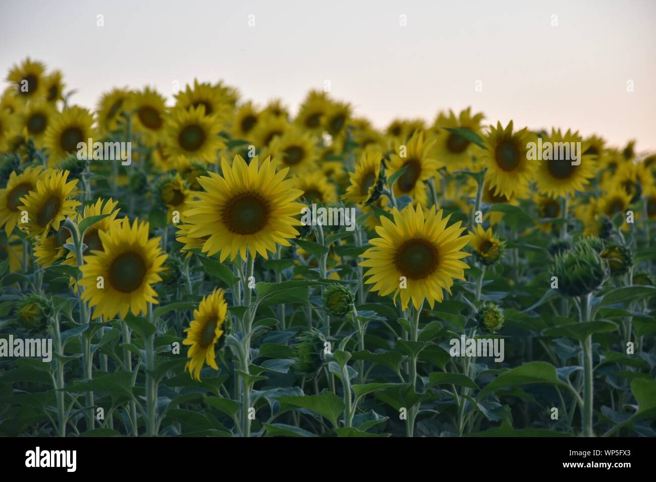 Sunflowers in the sunflower field at the famous Colby Farms in ...