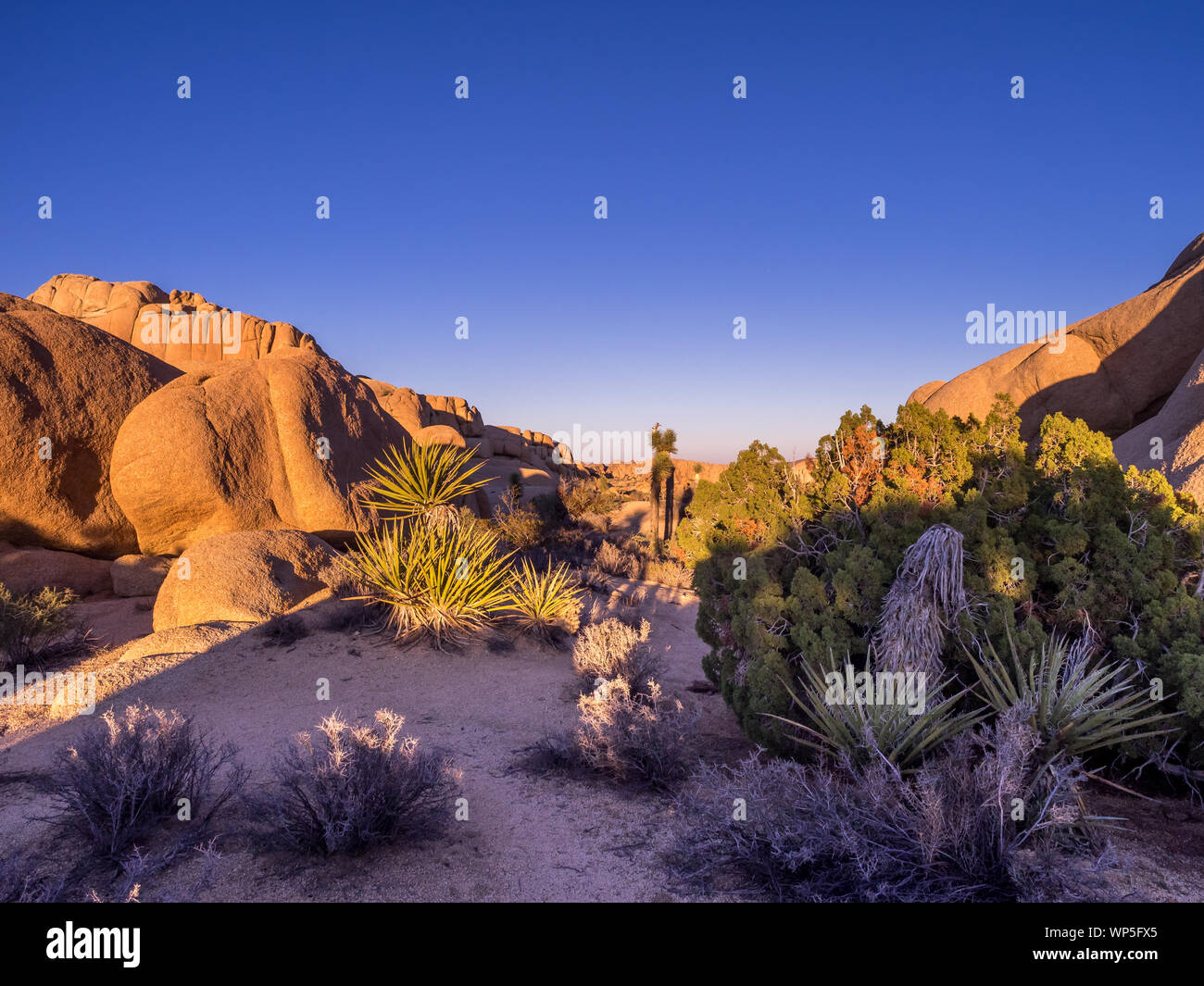Landscape in Joshua Tree National Park, California, USA, where the ...