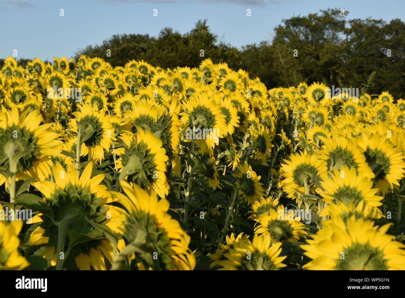 Sunflowers in the sunflower field at the famous Colby Farms in ...