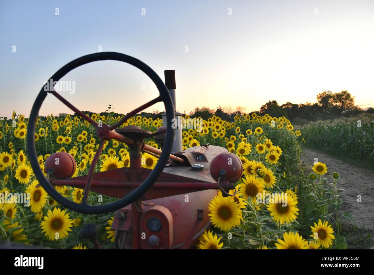 Sunflowers in the sunflower field at the famous Colby Farms in ...