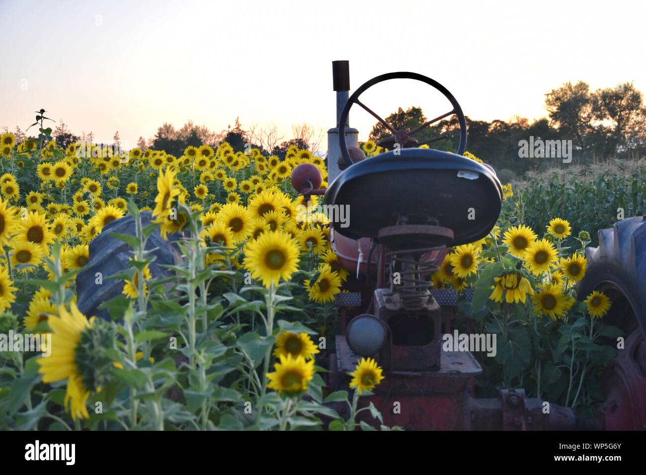 Sunflowers in the sunflower field at the famous Colby Farms in ...