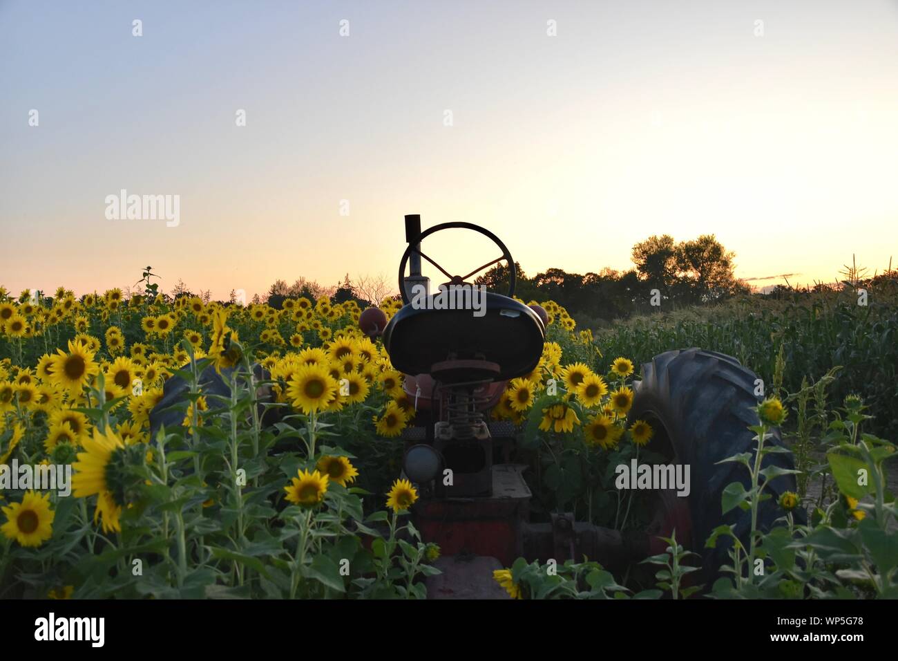 Sunflowers in the sunflower field at the famous Colby Farms in ...