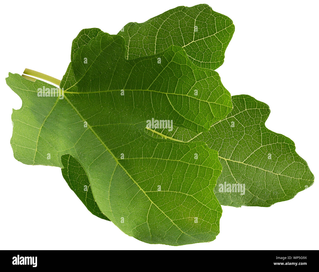 fig leaves isolated on a white background Stock Photo - Alamy